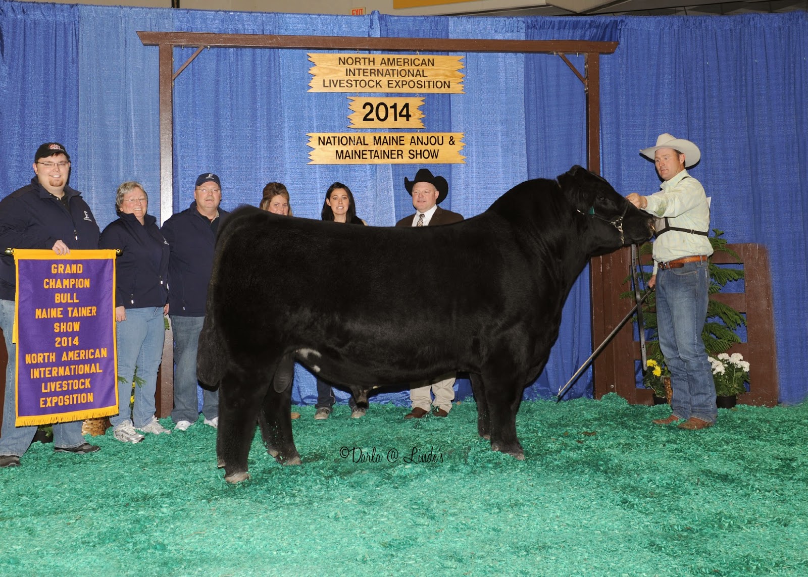 Executive Sires, Inc.: BPF Beast - Triple Crown Winner - Sires a ...