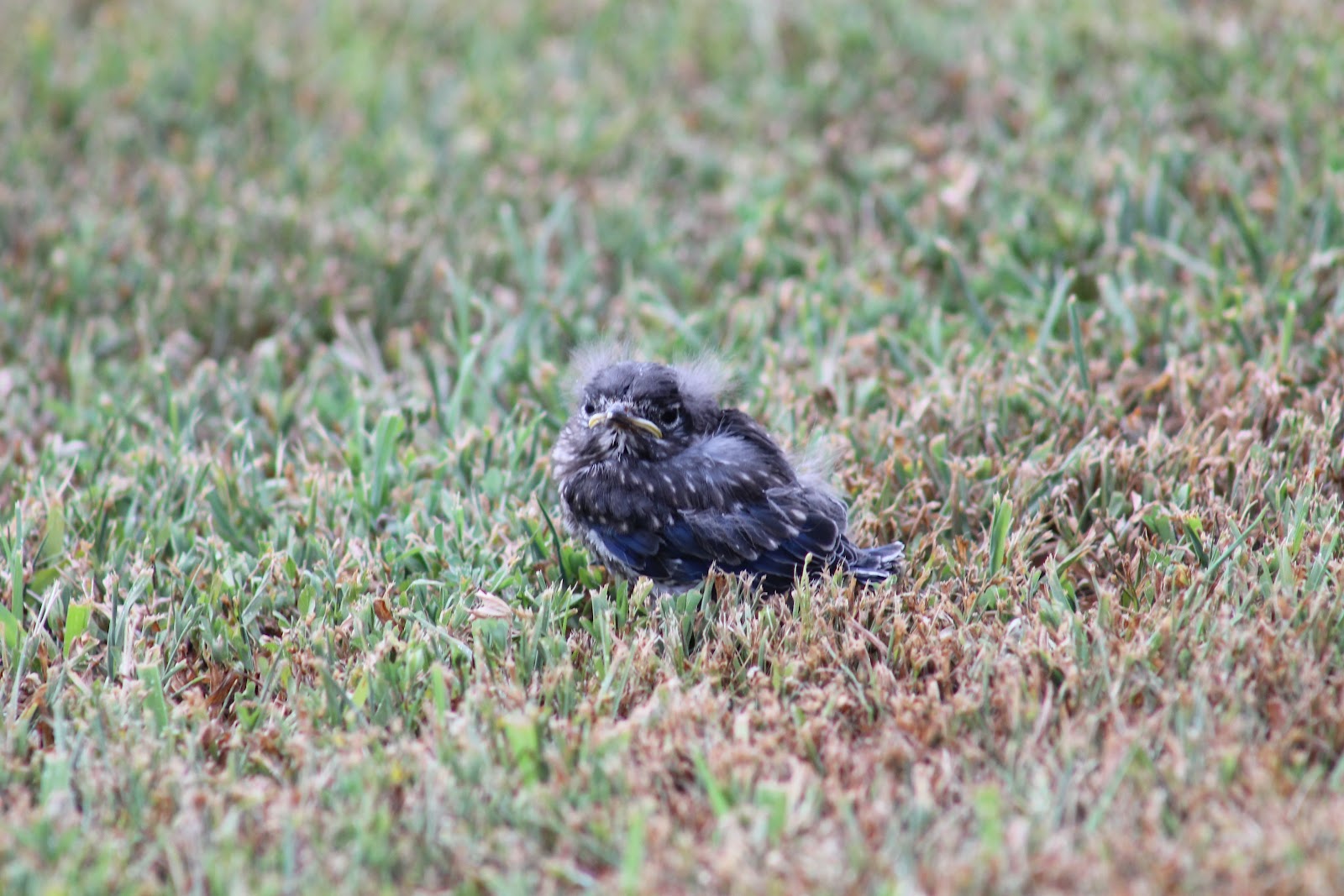 something beautiful: sad bird