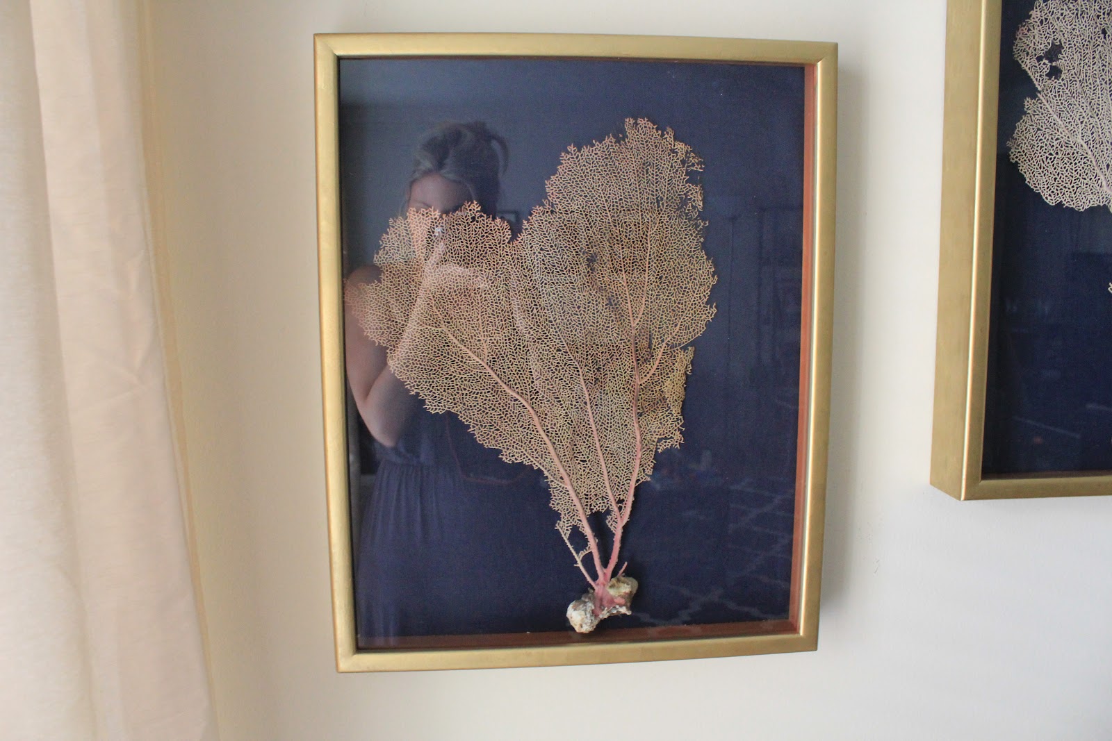 Cup Half Full: Sea Fan Shadow Box: DIY