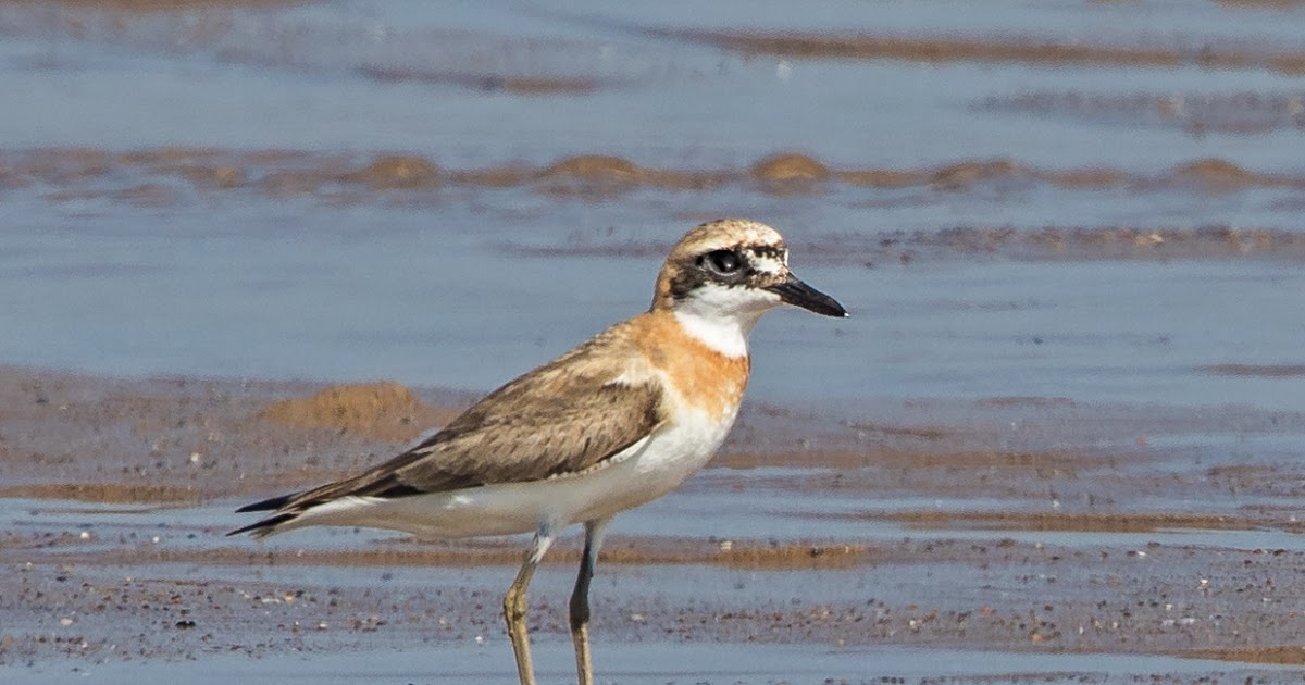 PETER'S PORTFOLIO..............Bird & Wildlife Photography: Greater ...