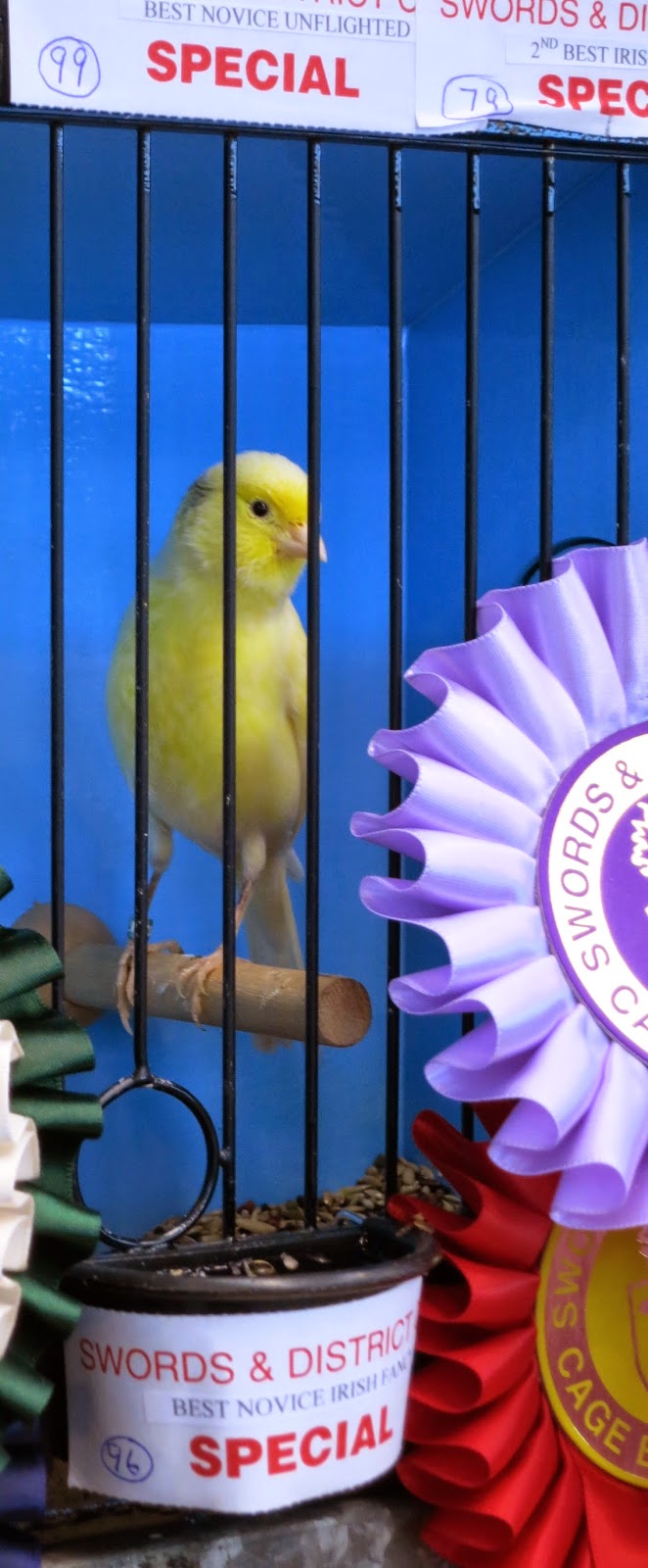 Canary Tales: Swords - Falling In Love With The Irish Fancy