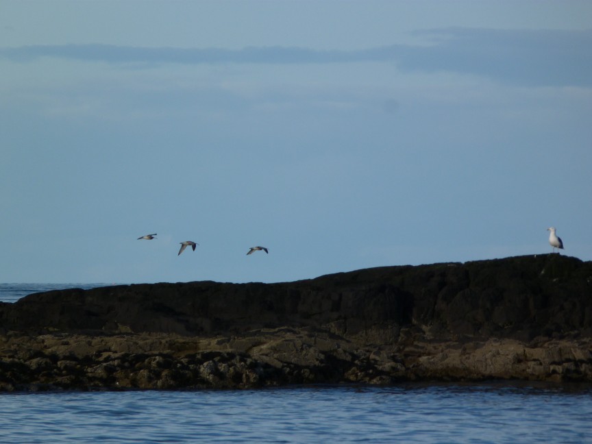 dub-birder: Teenage Mutant Ninja Turtle (Dove)