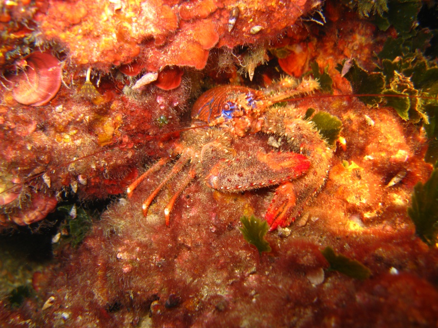 Papillon 971: Spiny squat lobster and scorpion fish around Krk (Croatia)