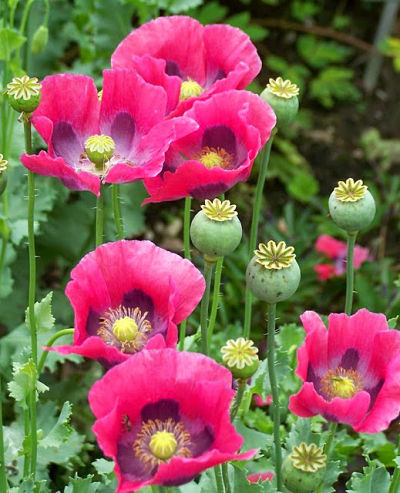 21 Jenis Bunga Indah Tapi Beracun Di Sekitar Kita - Ragam Tanaman