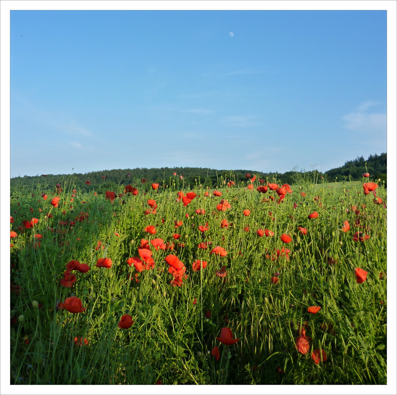 Lama: Vlčí mák,makovice , květina, rostlina, příroda, krajina