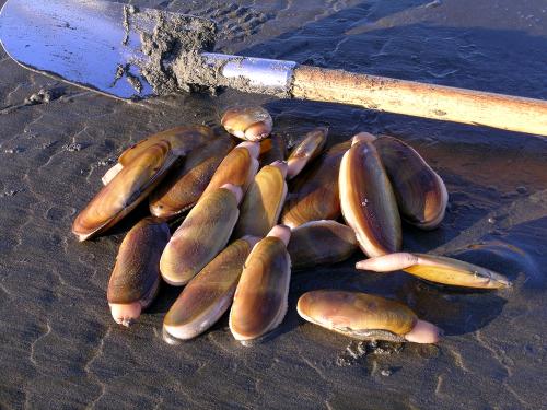 chef sebastian carosi: razor clams.........................(siliqua patula)