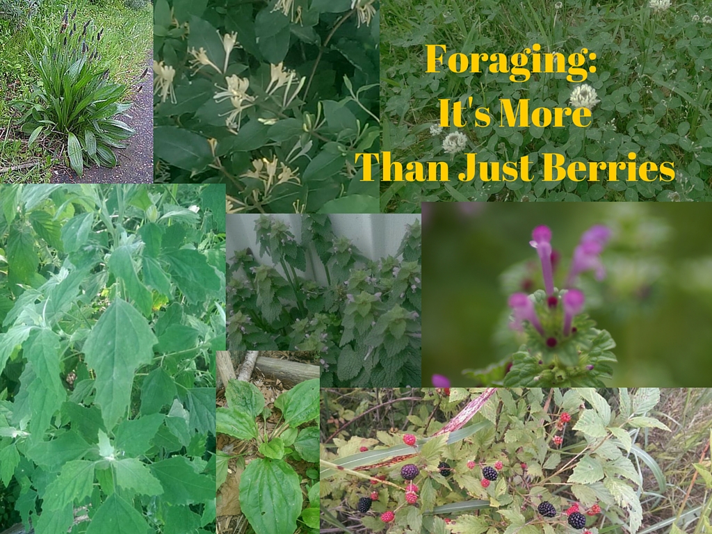 The Rural Economist & Bringing Rural Back Podcast: Foraging: It's More ...