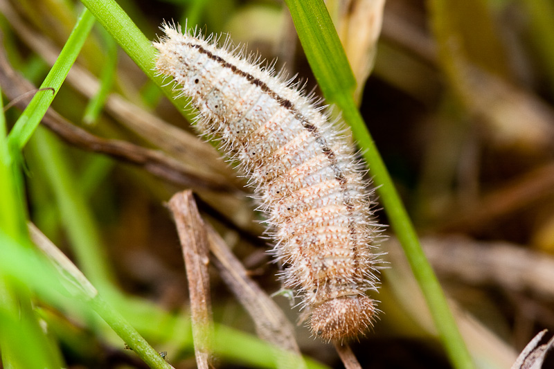 Filnore Woods Blog: Ringlet butterfly