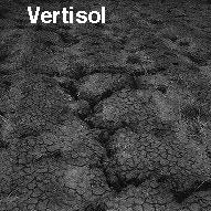 The Geography of Naples: Soils of Naples