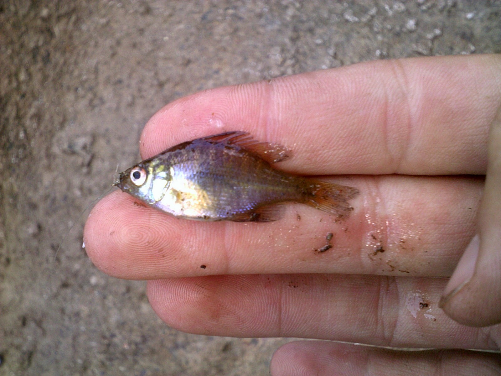 all species fishing: micro sunfish