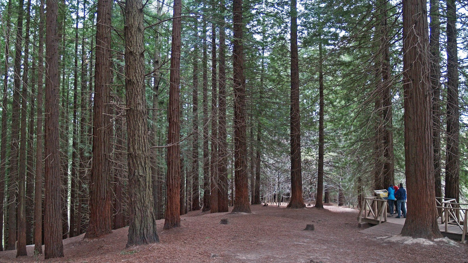 Mareando la perdiz: Bosque de secuoyas. (Cabezón de la Sal)