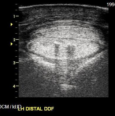 Michael Porter, Equine Veterinarian: When Is A "Wind Puff" Abnormal?
