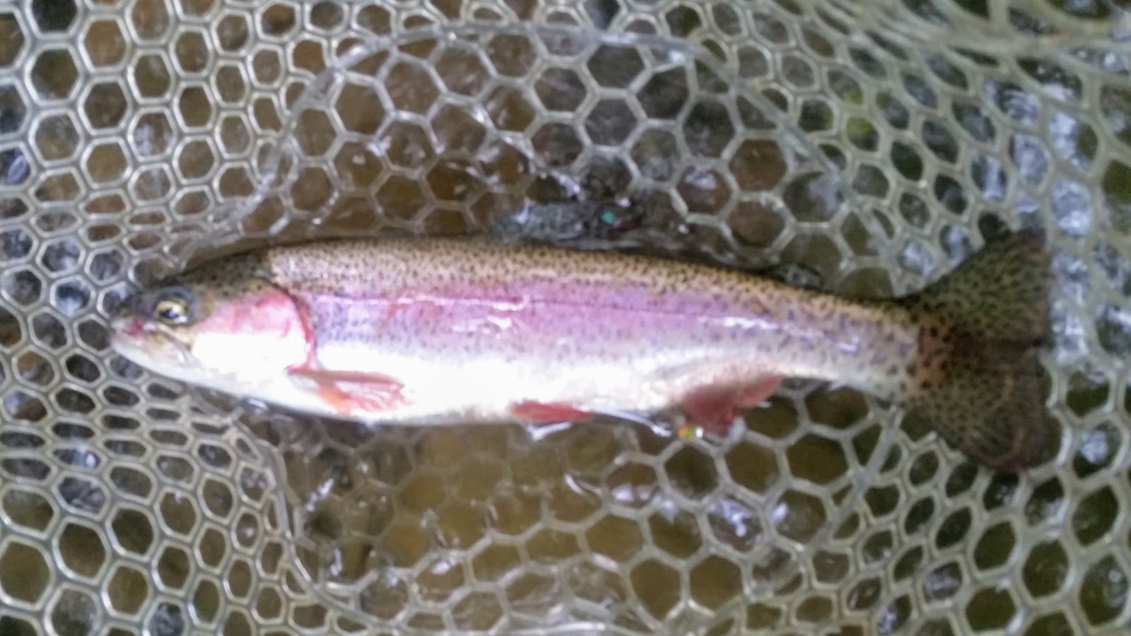 Sick Days Fishing: September 7, 2018 – Perspiration at the Intergluteal ...