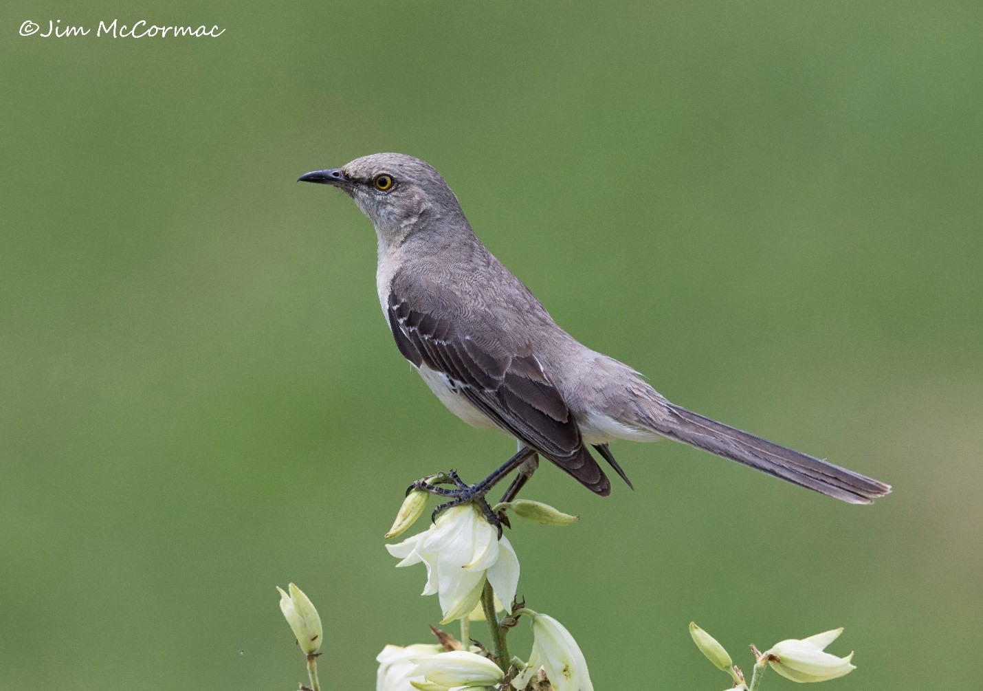 Commensalism Examples In Forest