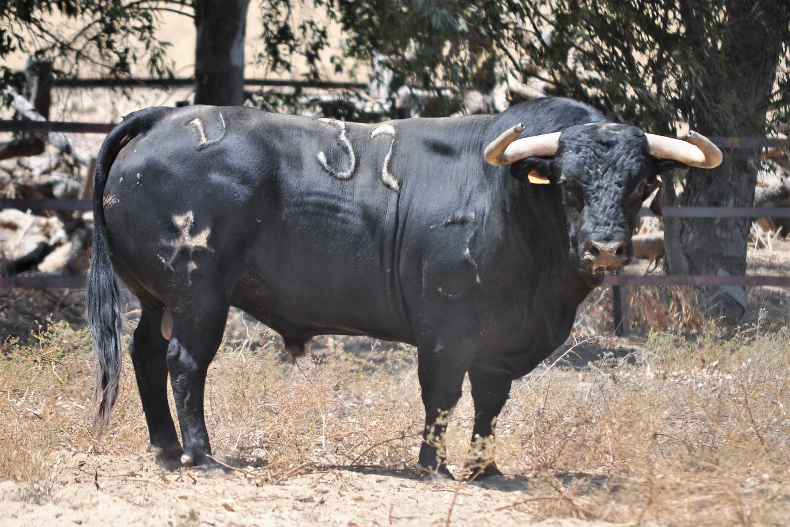 PERÚ TOROS: IMÁGENES DE LOS TOROS ESPAÑOLES DE TORRESTRELLA PARA LA ...