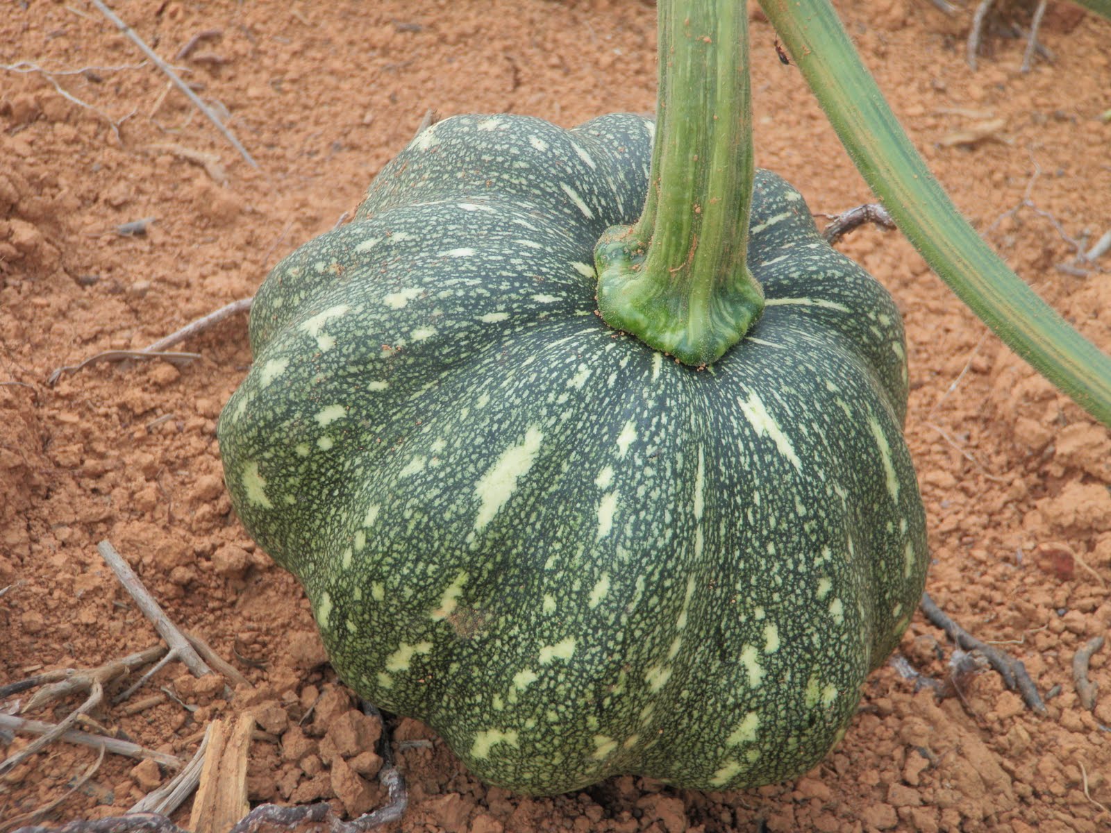 Roots: Pumpkin Harvest @ Melaka