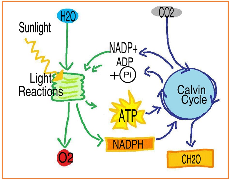 METABOLISME SEL - ANA DAN KATABOLISME - Biology Page