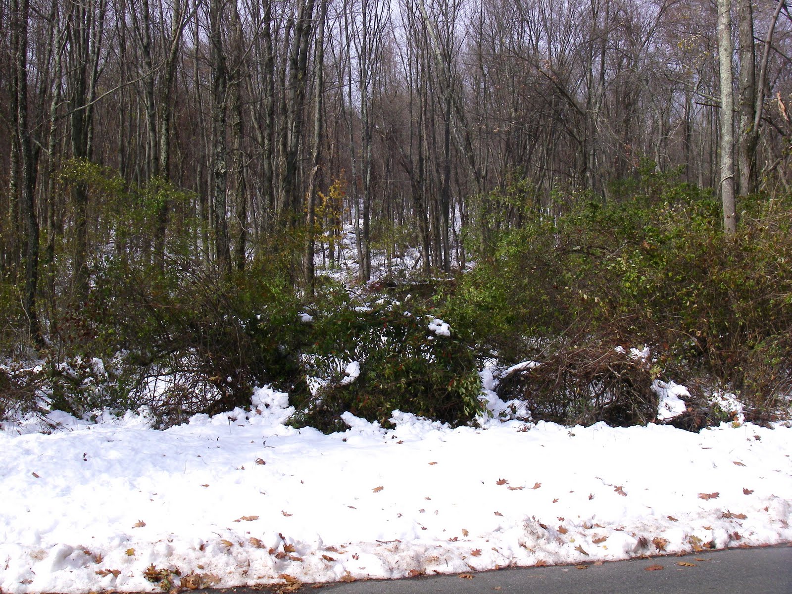 Wildlife Monitor: Major Early Snowstorm and its Aftermath