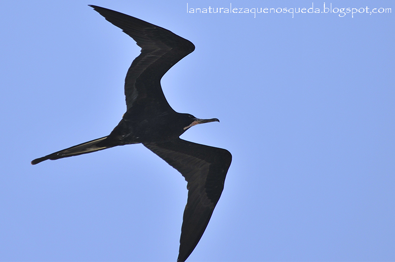 La Naturaleza que nos queda: Fragata magnifica (Fregata magnificens)