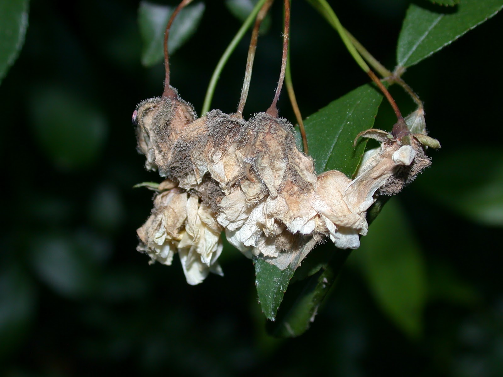 NCSU PDIC: Botrytis Blight in the Landscape