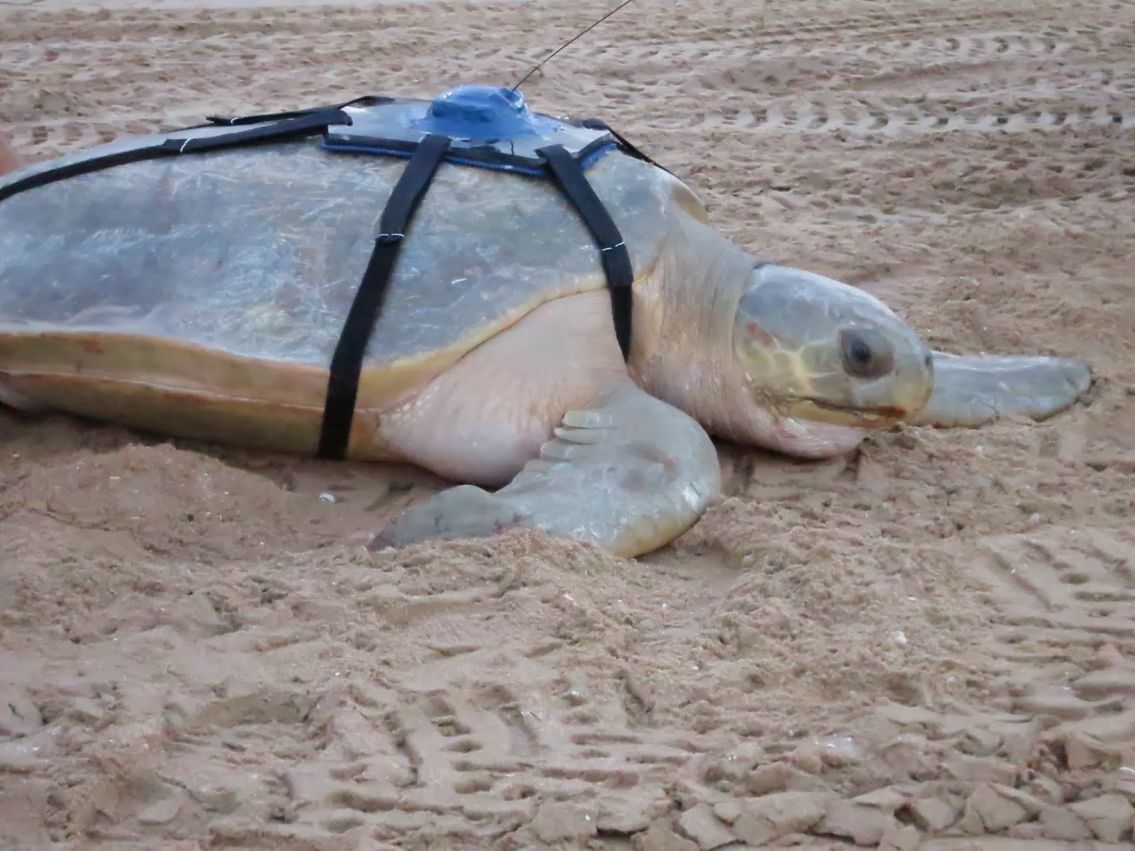 OceansIQ: Tracking marine animals with satellites - A guide to tagging ...