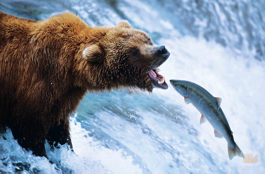 Diario de un jubilado: FUI..."CAZADO"