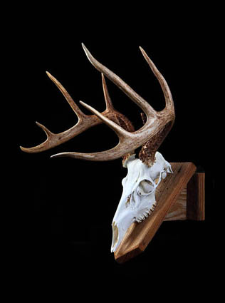 How to Make a Euro Mount at Home (Step by Step) | Now How To Do