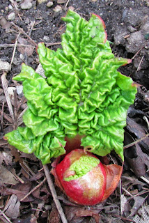The Quotidian Kit: Baby Rhubarb