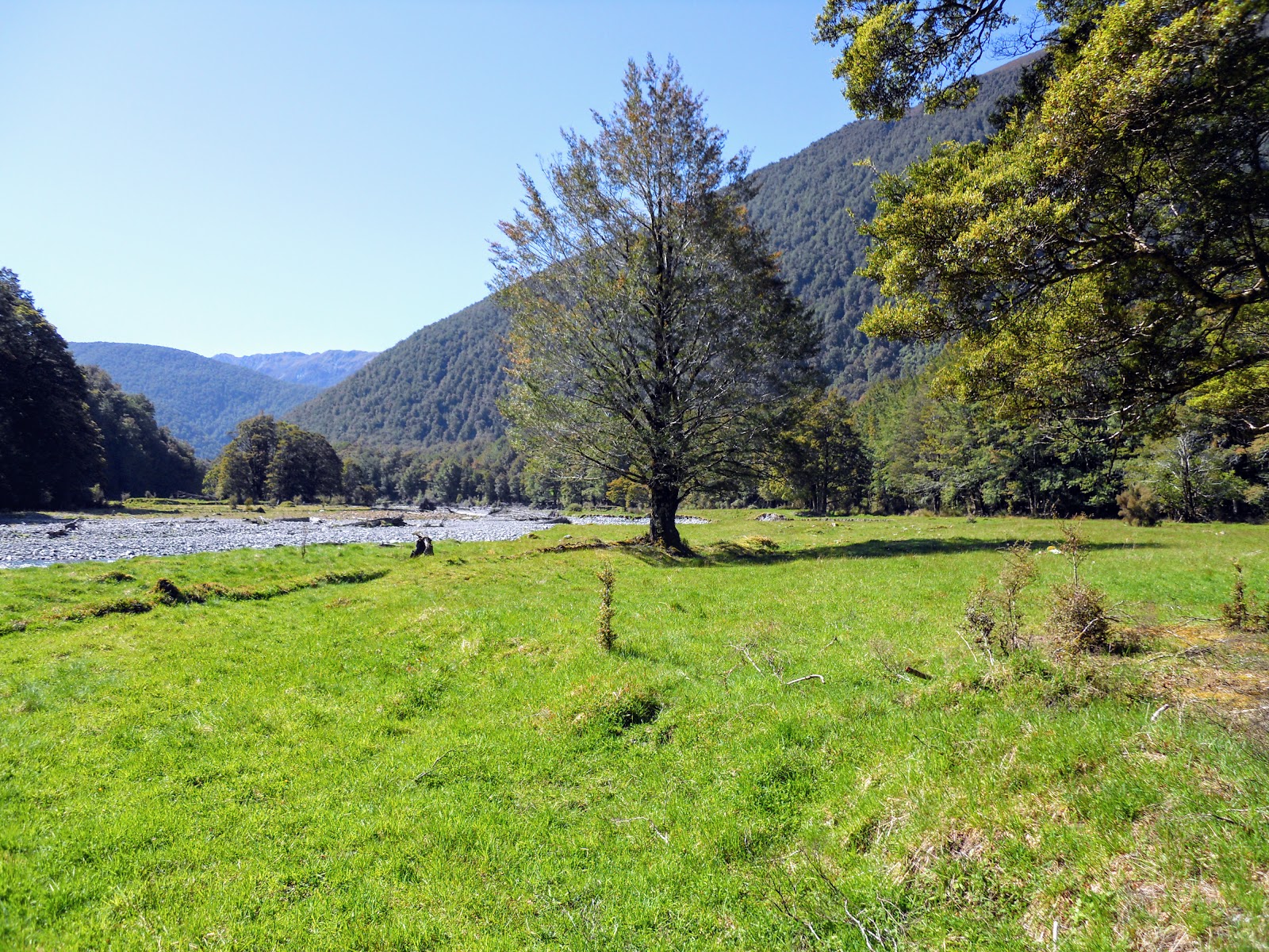 Tramping in the New Zealand backcountry: NZ Bush Adventures: Victoria ...
