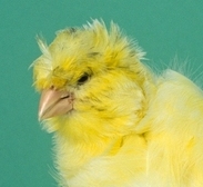 LOS CANARIOS DE POSTURA: Canarios Rizados (1)