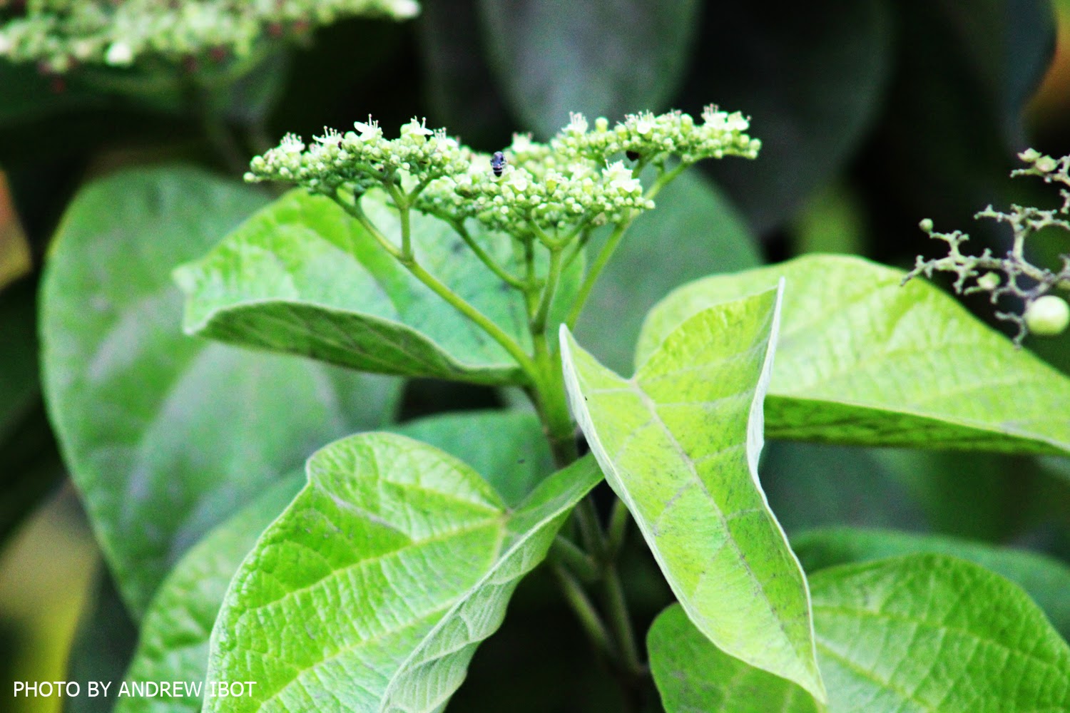 Ako si ANDREW IBOT!: Alagaw (Premna Odorata Blanco)