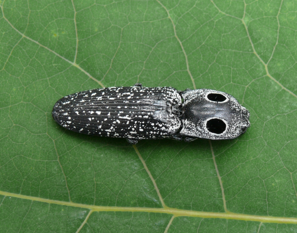 Ohio Birds and Biodiversity: Eyed Click Beetle