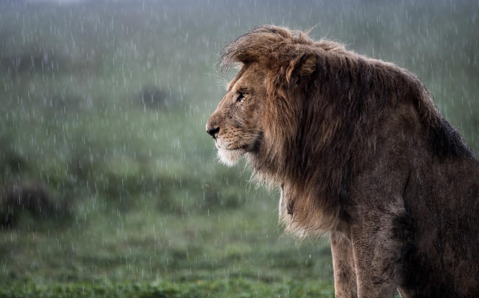 NUNCAJAMAS COCKER: LAS MEJORES FOTOS DE ANIMALES DEL 2017 EN NAT GEO 1ª ...