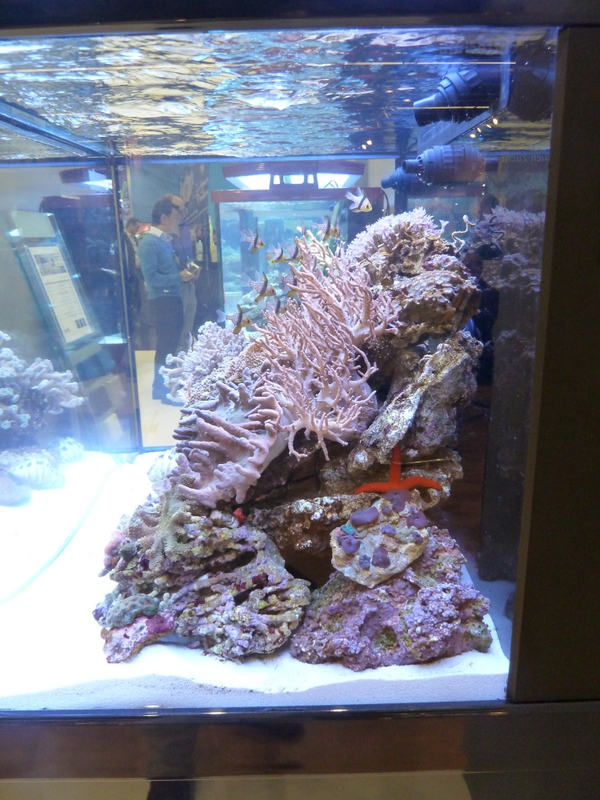 Seahorse Aquariums: An evening with Seahorse Aquariums……