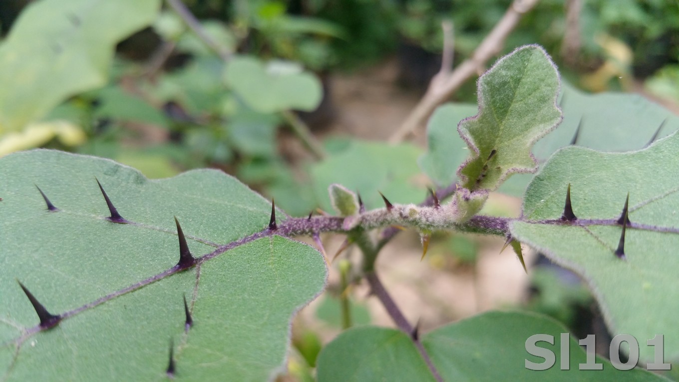 එලබටු - Ela batu - Thalana batu - Egg plant - Solanum melongena