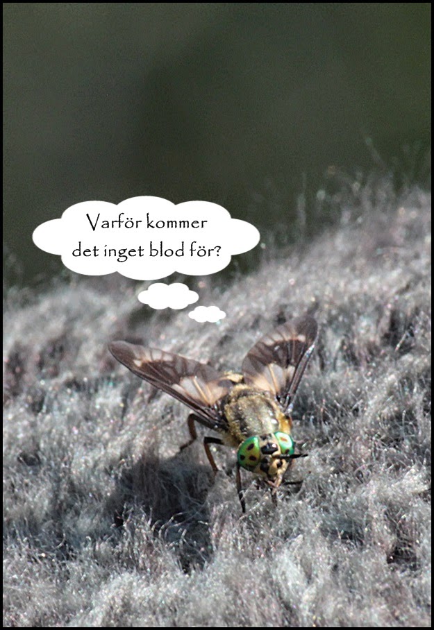 Om böcker, blommor och andra b-traktelser: Ute på ängen