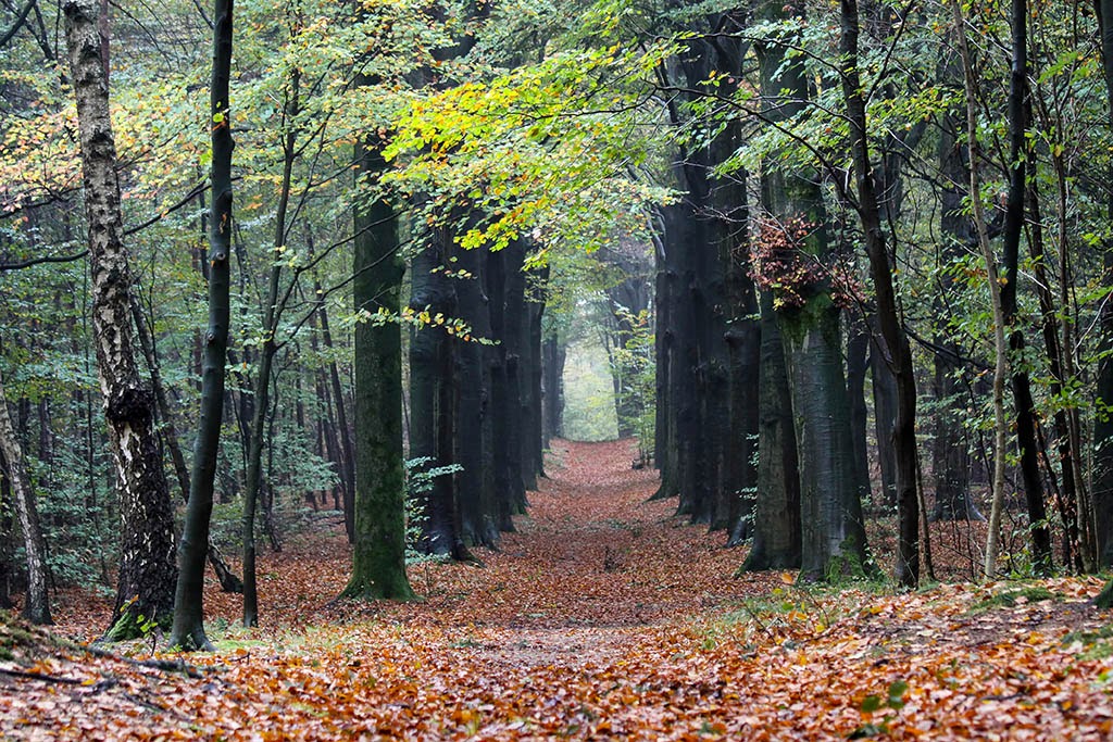 Natuurrijke Fototochten: Amerongse Bos