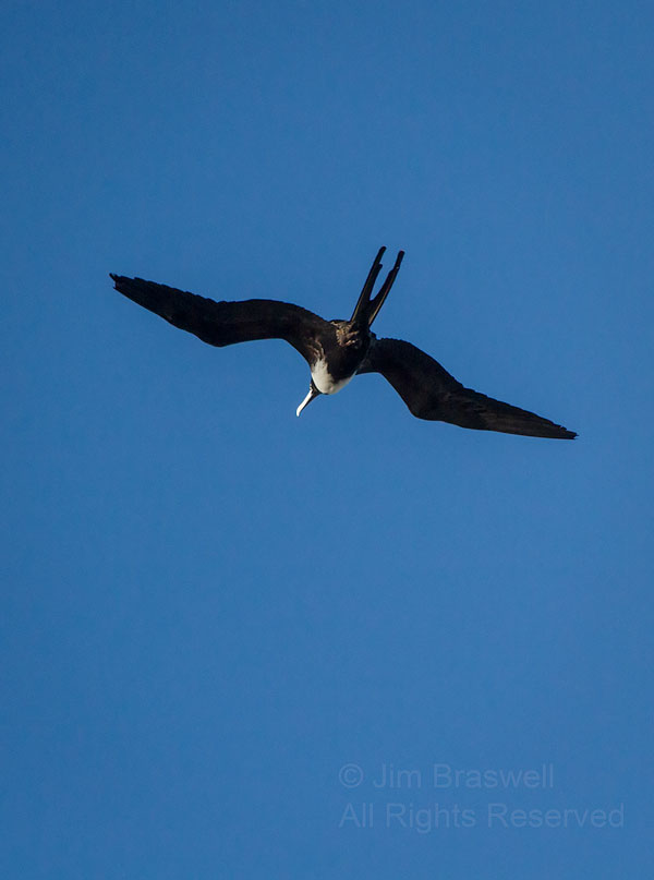 Birding Is Fun!: The Birds of Los Islotes (Baja, Mexico)