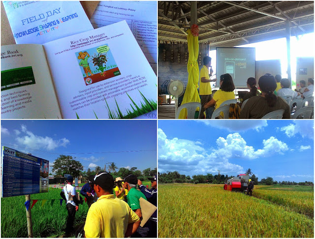 Albay 3rd District: PhilRice Bicol's Field Day highlights ICT-based ...