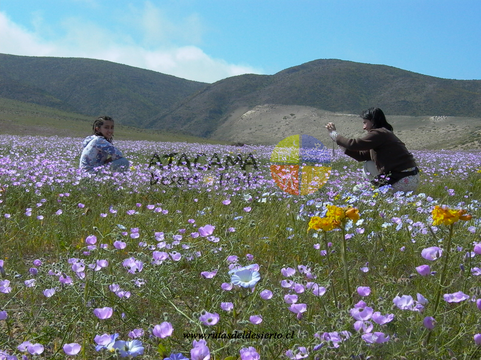 Atacama Desert Trails: Desierto Florido en Atacama