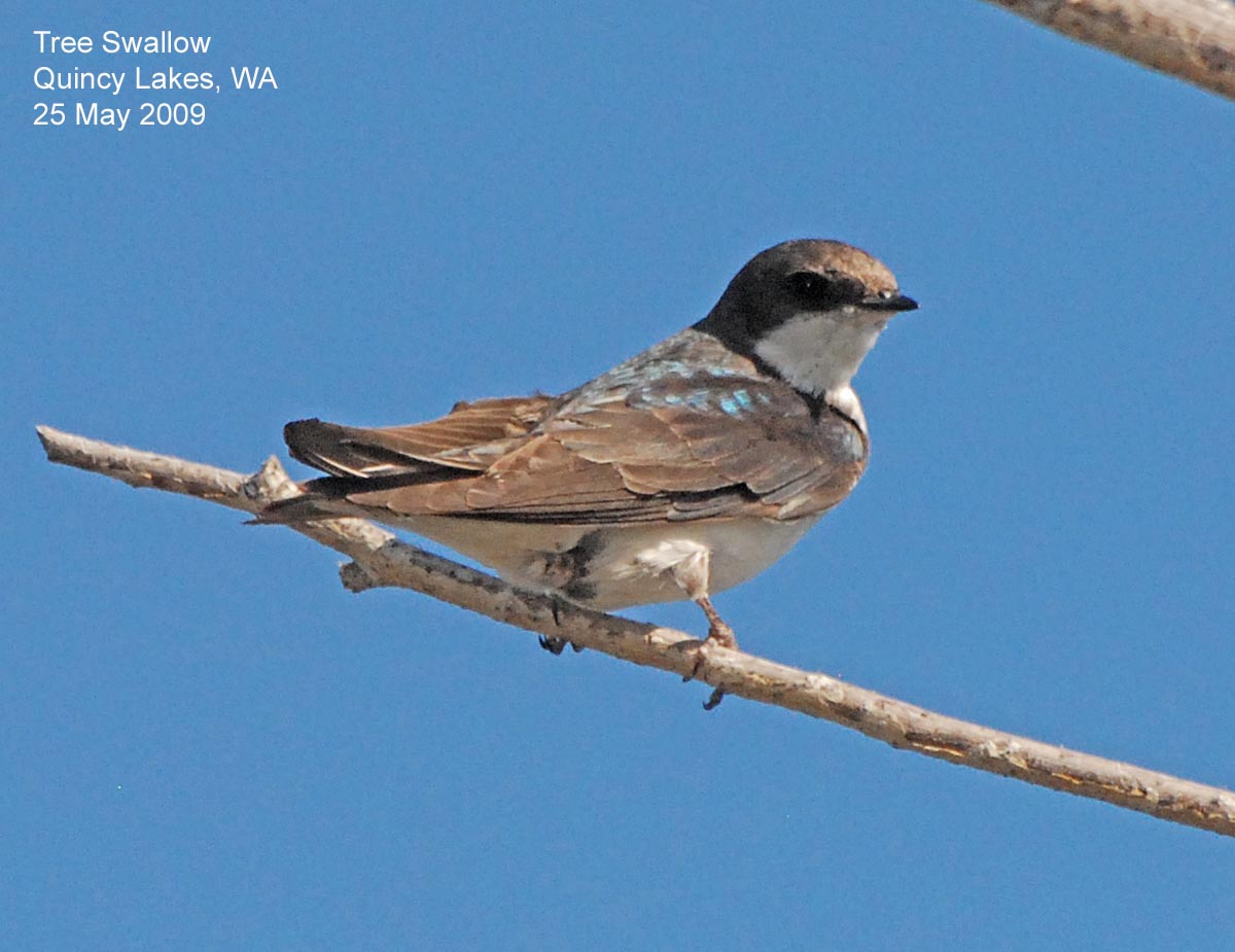 Northwest Nature Notes: THE SWALLOWS ARE RETURNING