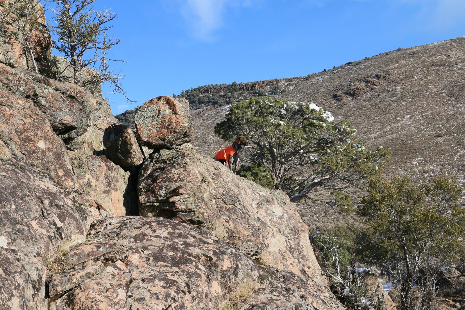 Hunt Nevada: Sage Grouse