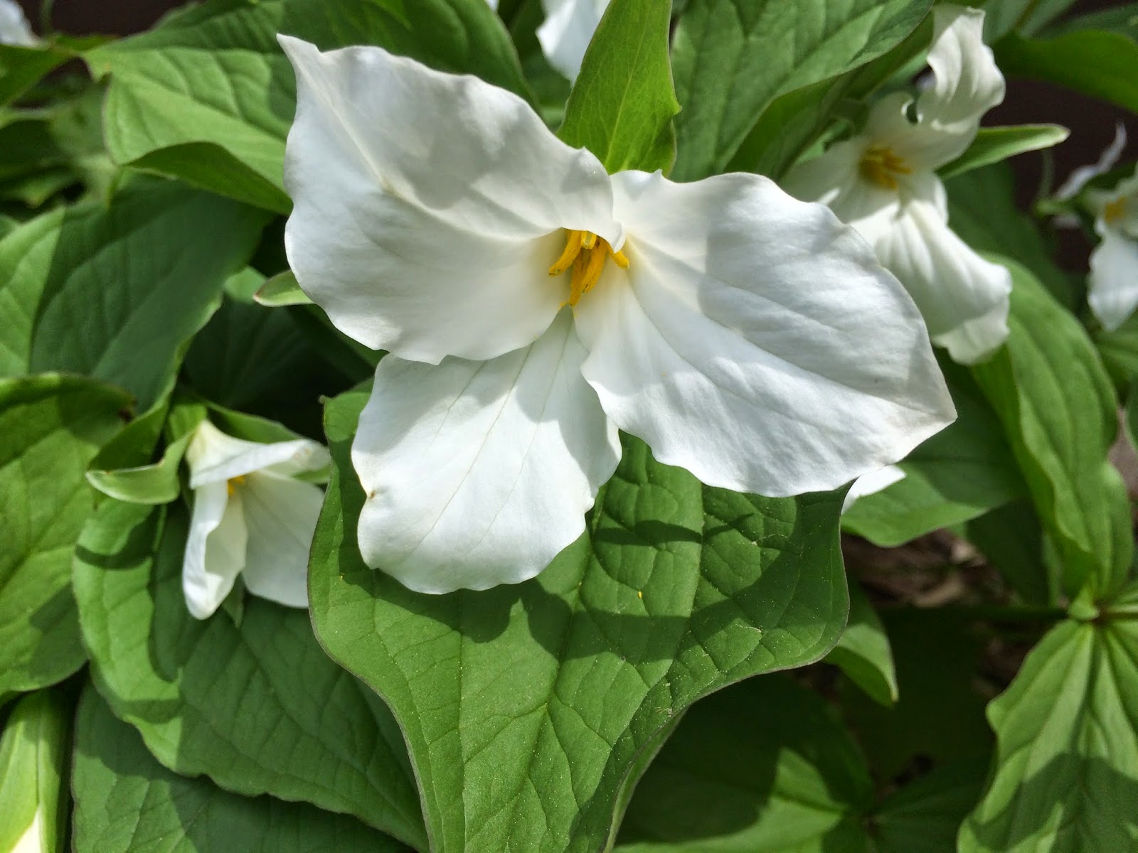 Calamitous Botanicus : Flowers Bloom & Burt Gets to Work