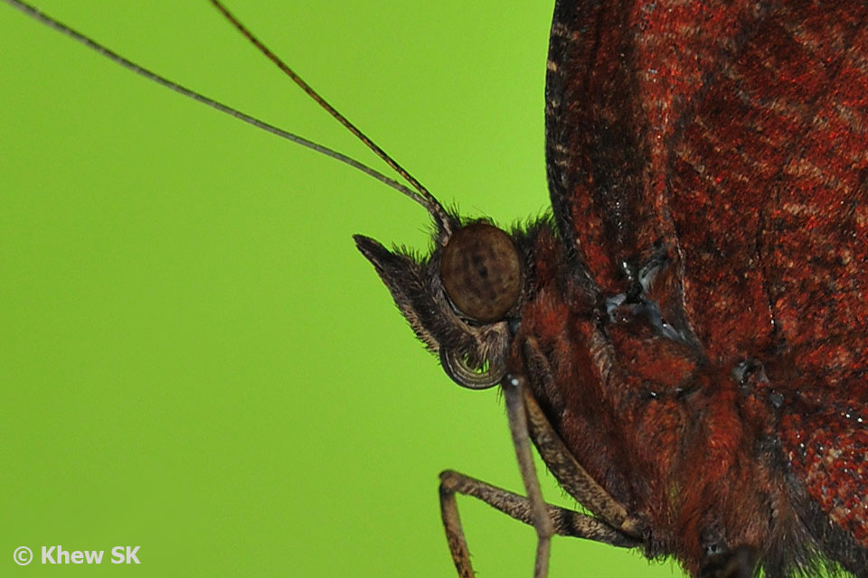 Butterflies of Singapore: The Butterfly Labial Palps