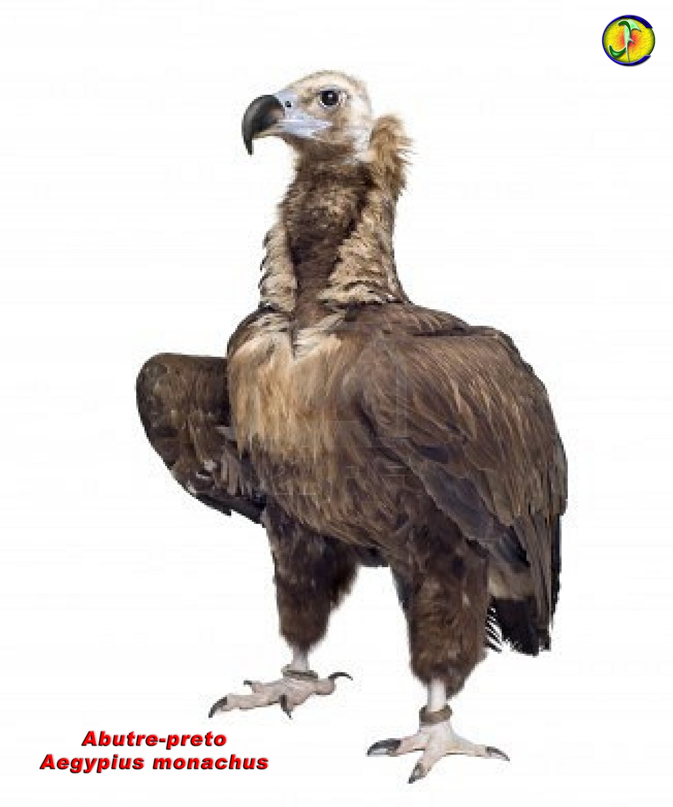 ORNITOLOGIA: Abutre-preto (Aegypius monachus)