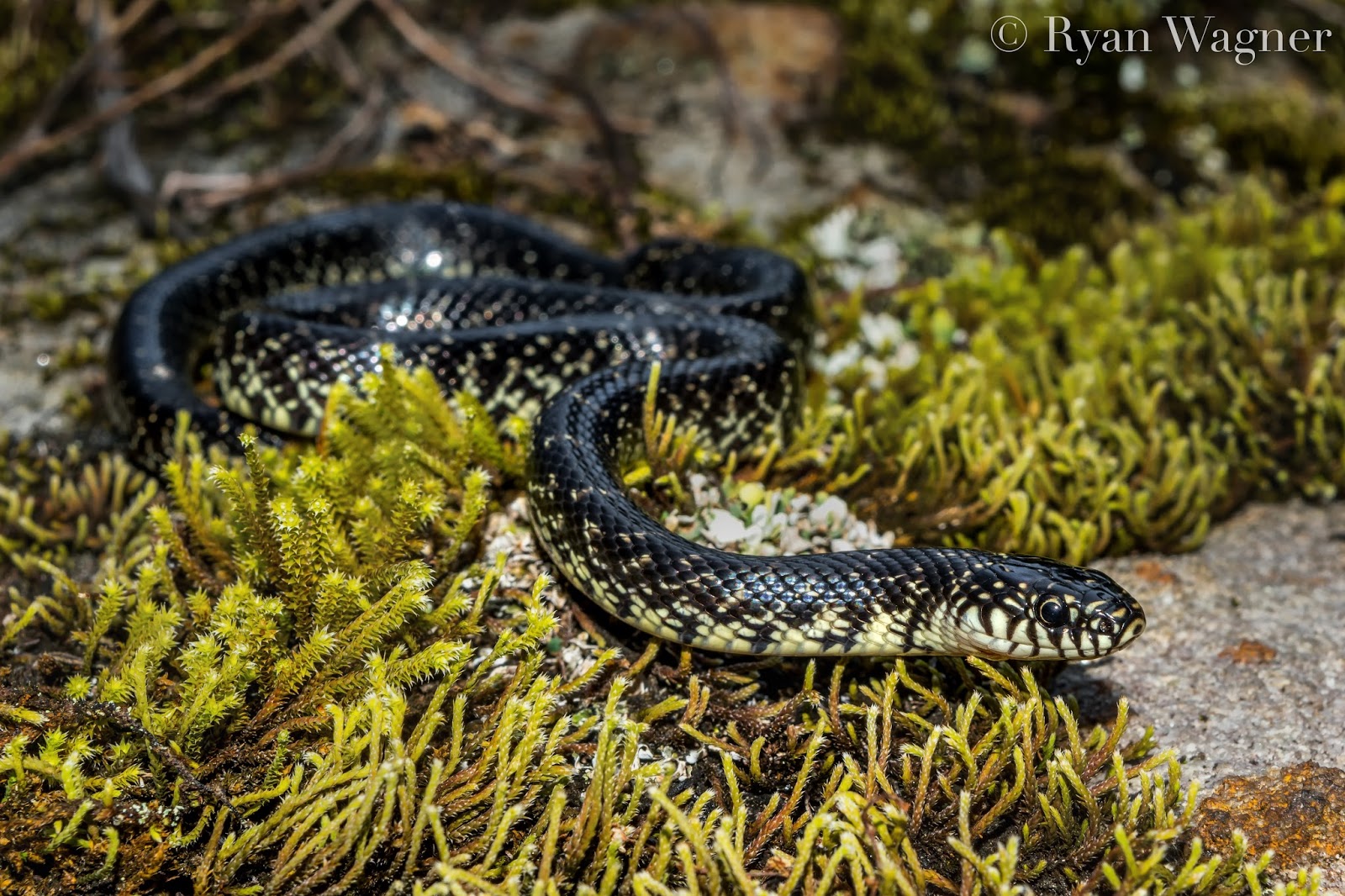 Field Life: Carpets and Cover Boards