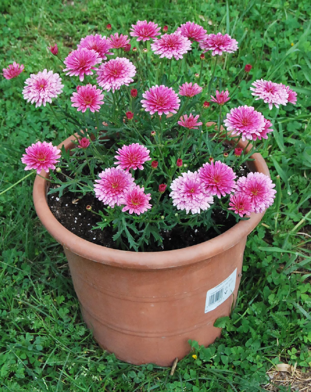 Fotos de flores: MARGARITAS DE VARIOS COLORES