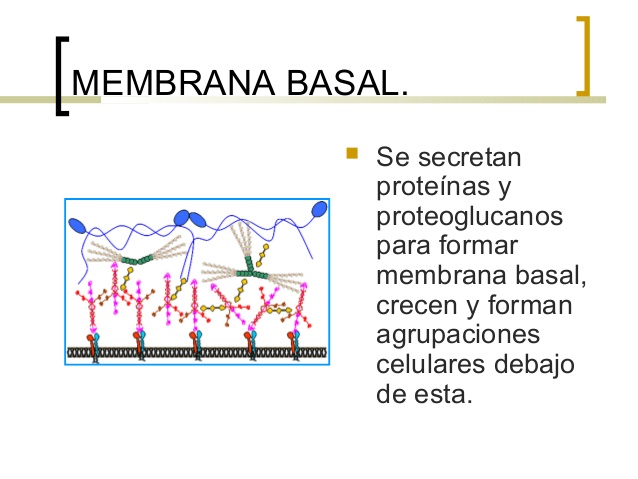 Histoembriologia: 2018