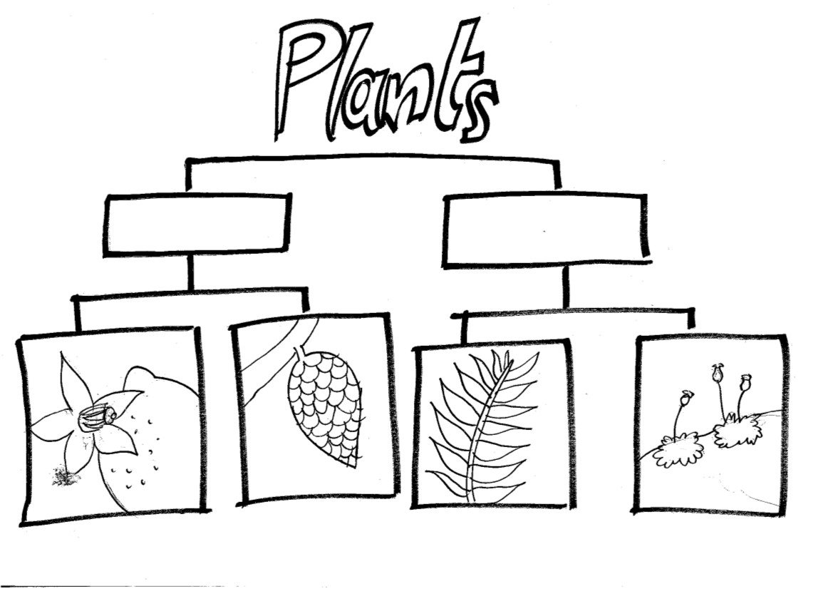 CEIP Antigua Science 5: Classification of plants diagram