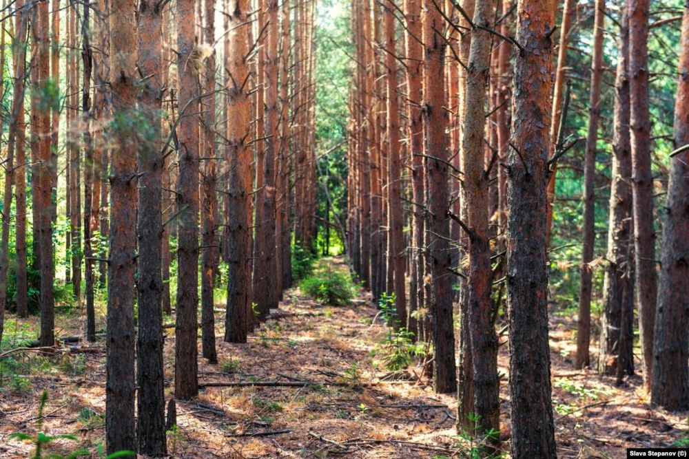 A Hidden Memorial to Lenin in a Forest | Amusing Planet